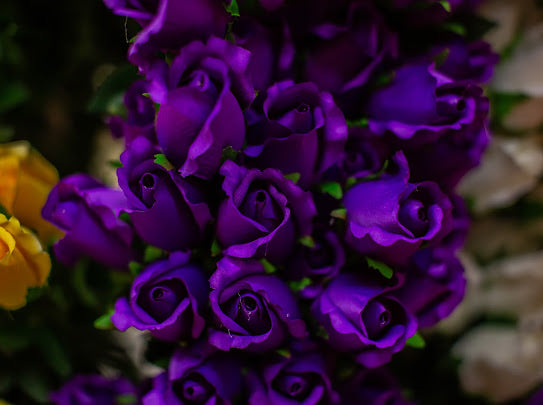 Dark Purple Closed Bud Rose Bush – Stevens Floral Gifts & Framing